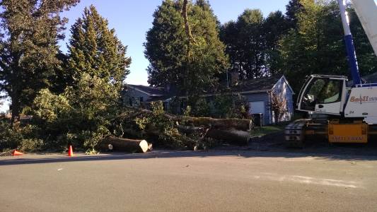 Olympia Tree Team | Arborist | Tree Service | Tree Removal | Pruning ...