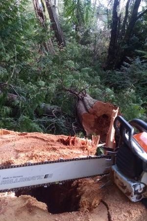 Olympia Tree Team | Arborist | Tree Service | Tree Removal | Pruning ...