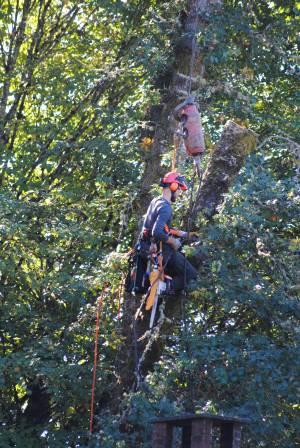 Olympia Tree Team | Arborist | Tree Service | Tree Removal | Pruning ...